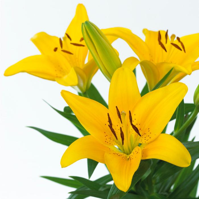 Lilium Tiny Asiatic 'Bee' Lily from ADR Bulbs