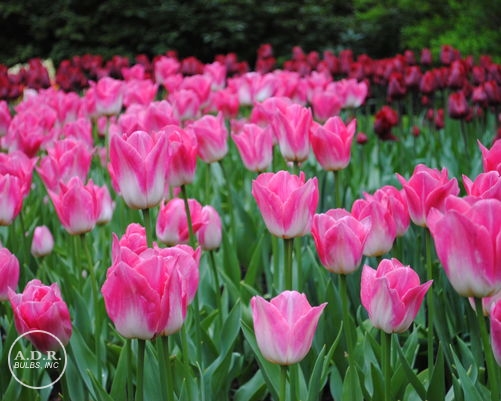Wholesale & Bulk Flower Bulbs For Cemetaries