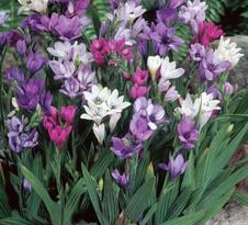 Wholesale Miscellaneous Bulbs (Spring) from ADR Bulbs