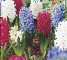 Wholesale Fall Planting Flower Bulbs from ADR Bulbs