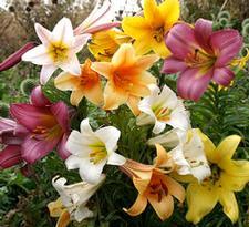 Wholesale Spring Planting Flower Bulbs from ADR Bulbs