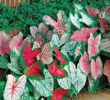 Wholesale Spring Planting Flower Bulbs from ADR Bulbs