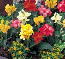Wholesale Spring Planting Flower Bulbs from ADR Bulbs