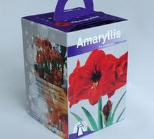 Wholesale Fall Planting Flower Bulbs from ADR Bulbs