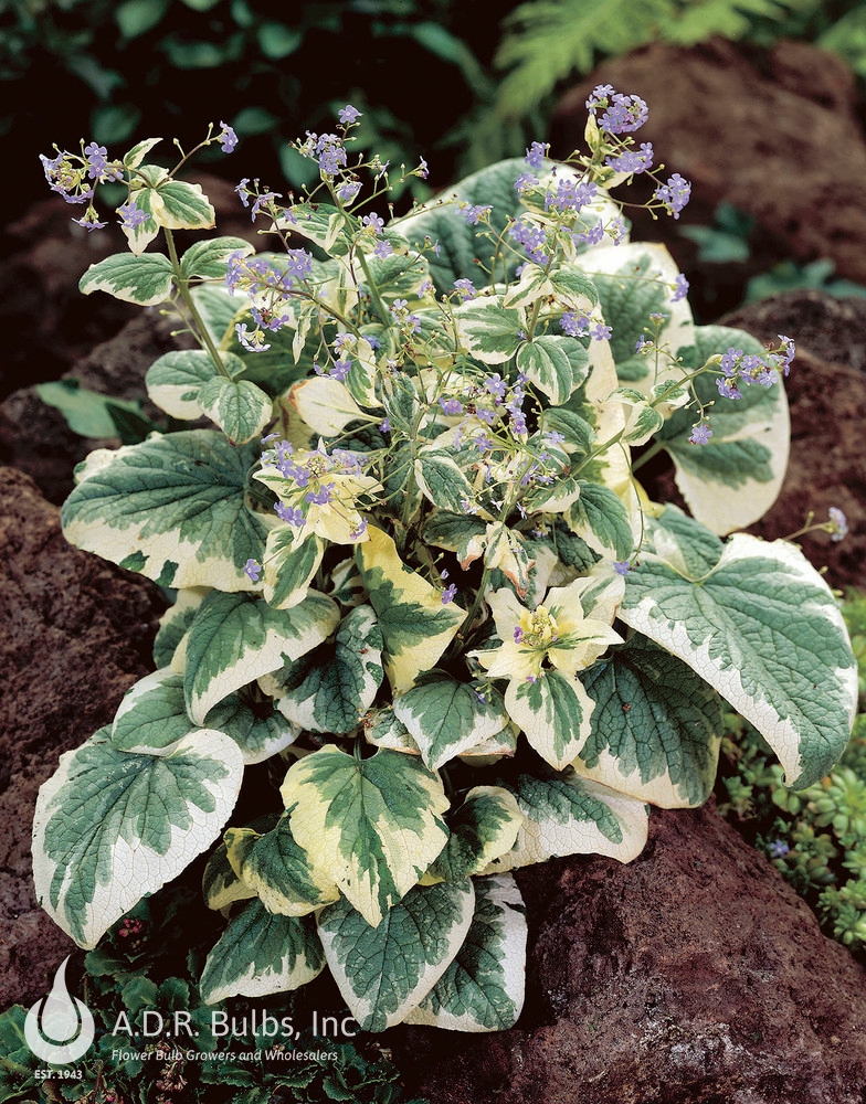 Brunnera Langtrees (Ships in Spring) Brunnera from ADR Bulbs