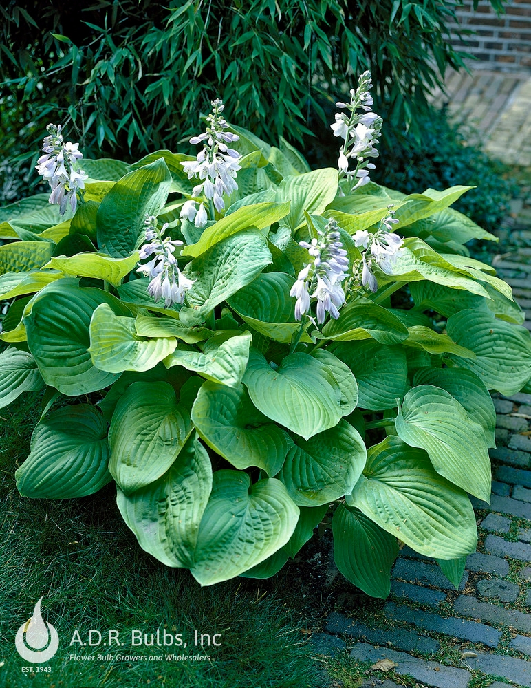 Hosta August Moon (Ships in Spring) Hosta from ADR Bulbs