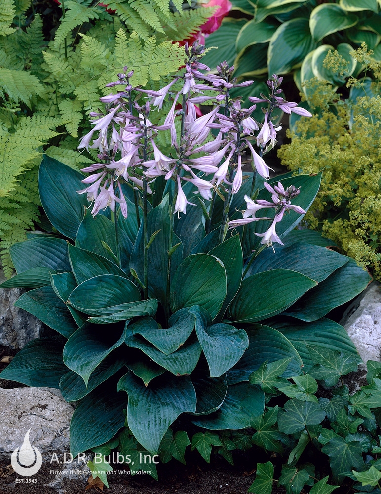 Hosta Fortunei 'Hyacinthina' (Ships in Spring) Hosta from ADR Bulbs