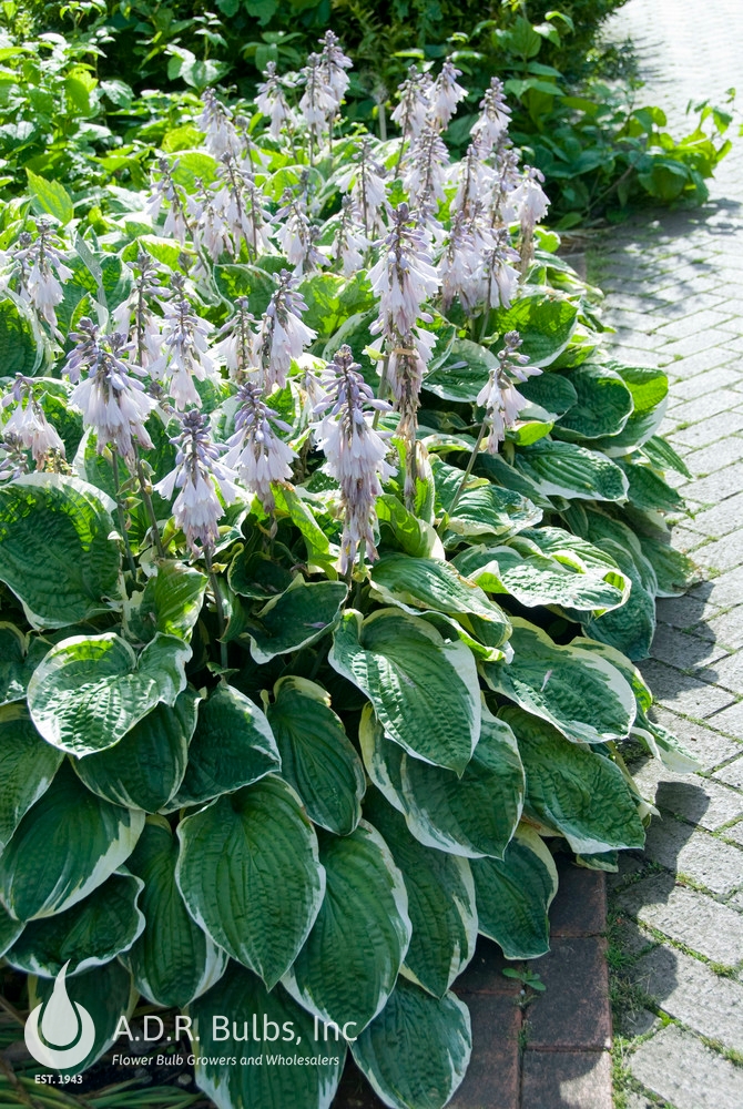 Hosta Minuteman (Ships in Spring) Hosta from ADR Bulbs