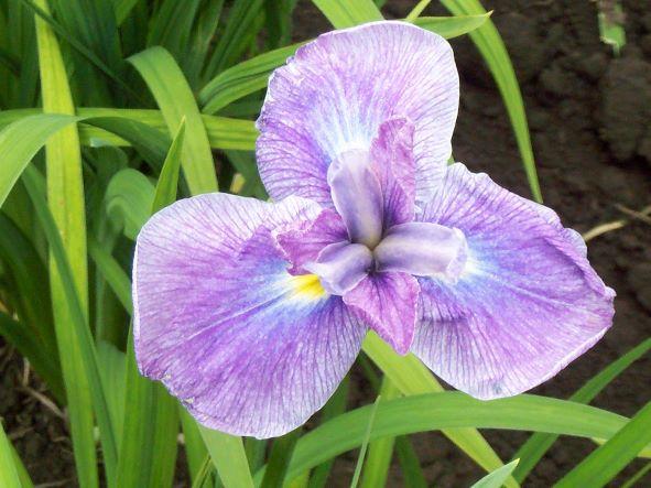 Iris Ensata Geisha Girl (Ships in Spring) Japanese Iris from ADR Bulbs