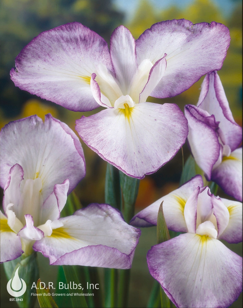Iris Ensata Gracieuse (Ships in Spring) Japanese Iris from ADR Bulbs