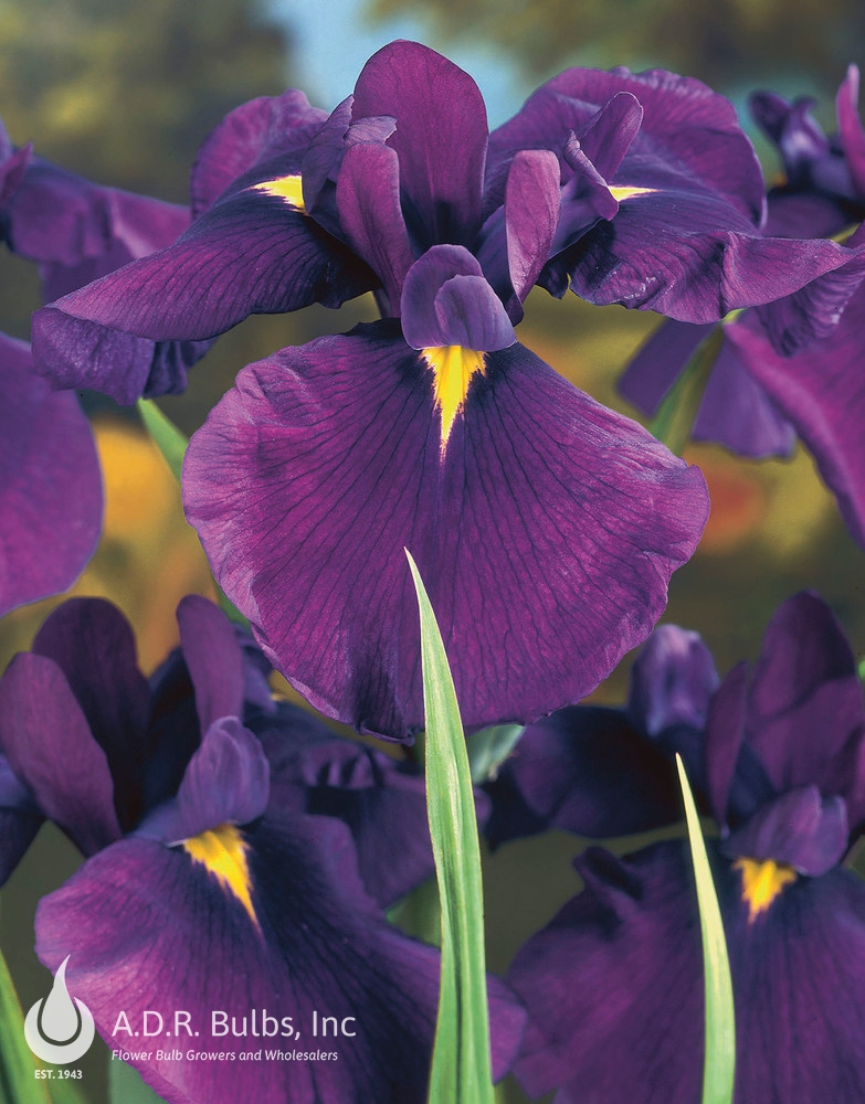 Iris Ensata Temple Bells (Ships in Spring) Japanese Iris from ADR Bulbs