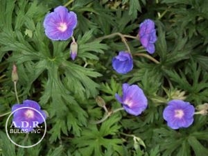 Geranium Johnson's Blue Elite (Orion) Geranium from ADR Bulbs