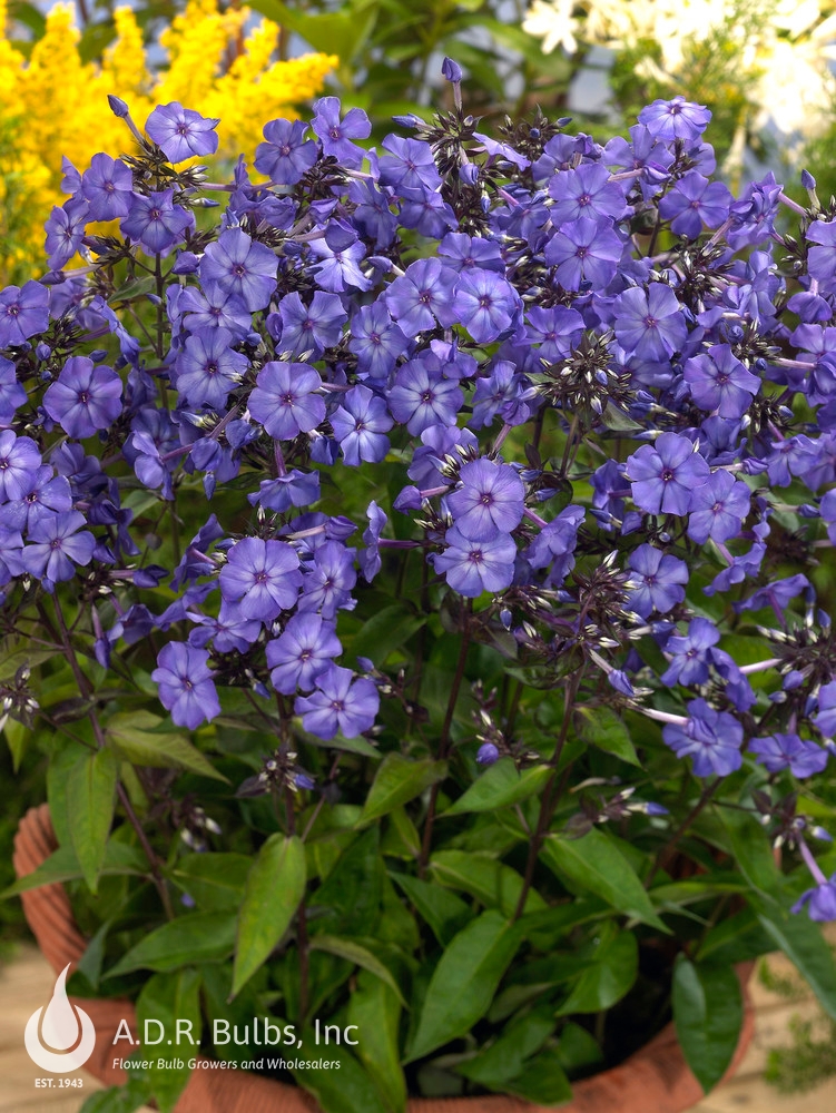Summer Phlox Blue Paradise Phlox from ADR Bulbs