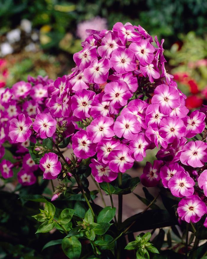 Summer Phlox Laura (Ships in Spring) Phlox from ADR Bulbs