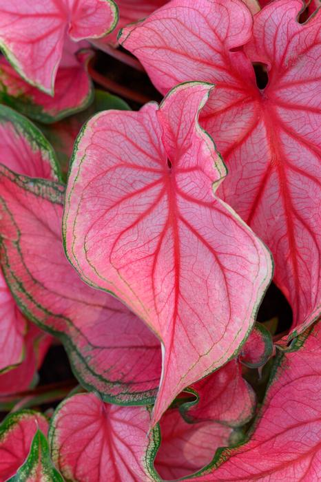 Caladium strap leaf 'Florida Sweetheart' Caladium from ADR Bulbs