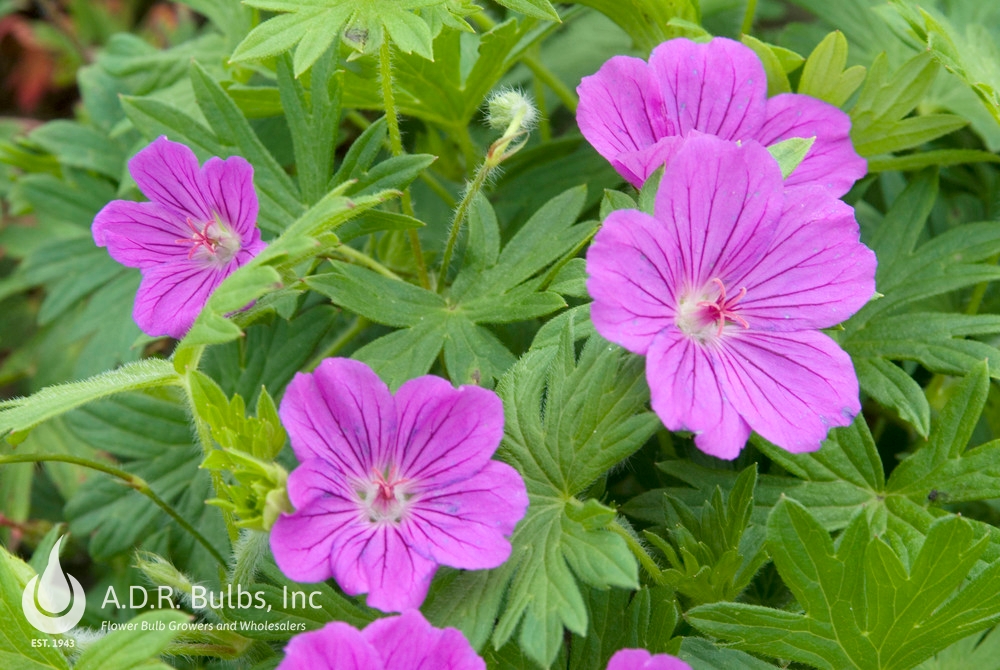 Geranium Tiny Monster (Ships in Spring) Geranium from ADR Bulbs