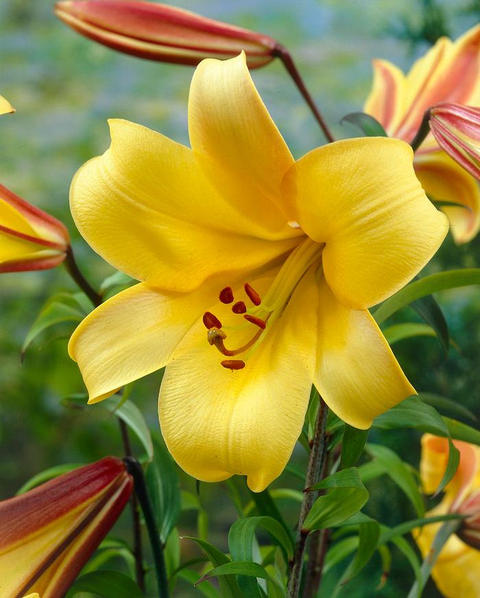 Lilium Unit 200- collection Trumpet (Ships in Spring) Lily from ADR Bulbs