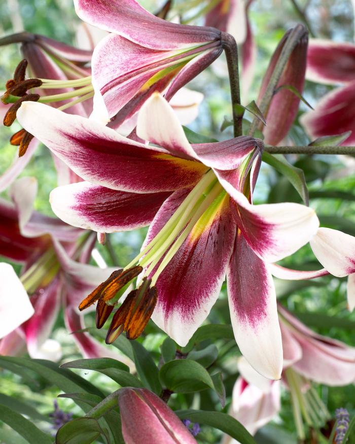 Lilium Unit 209- collection Oriental Lily from ADR Bulbs