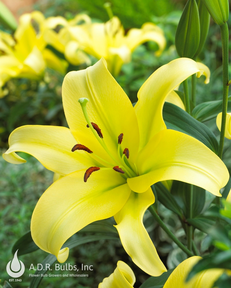 Lilium OT Hybrid 'Yelloween' (Ships in Spring) Lily from ADR Bulbs