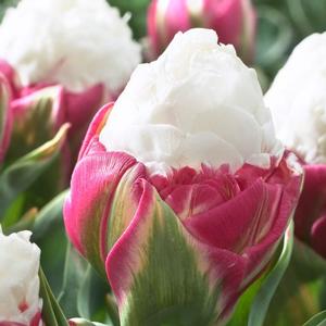 Tulipa double late 'Ice Cream' ® Tulip from ADR Bulbs