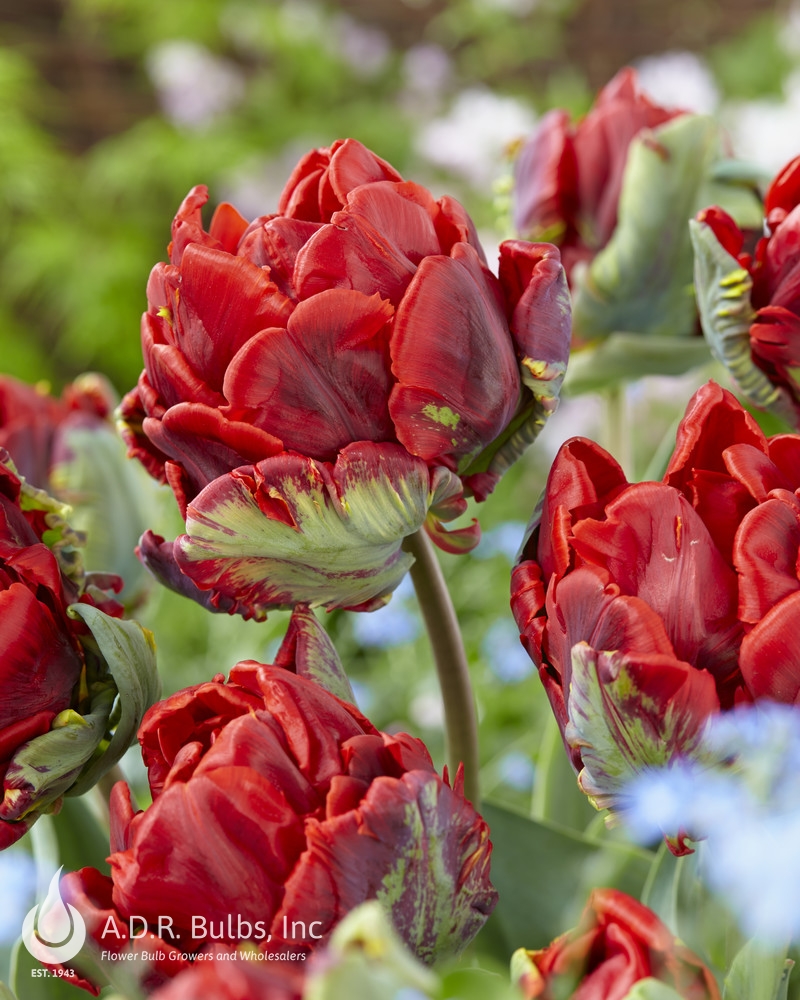 Tulipa Parrot 'Rococo' Tulip from ADR Bulbs