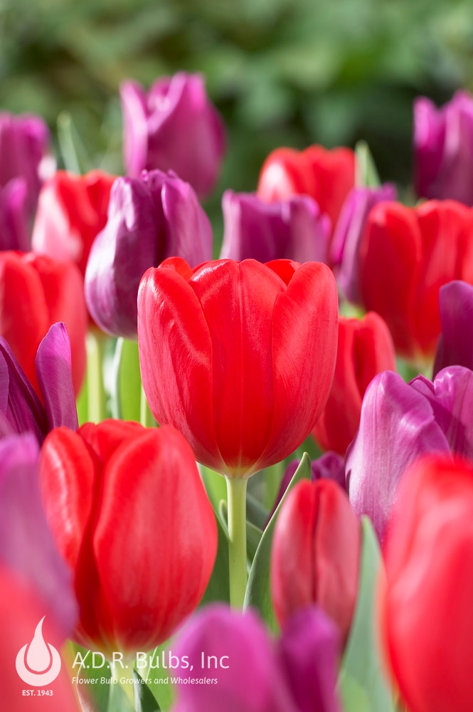 Tulipa Triumph 'Strawberry Triumph Mixture' Tulip from ADR Bulbs