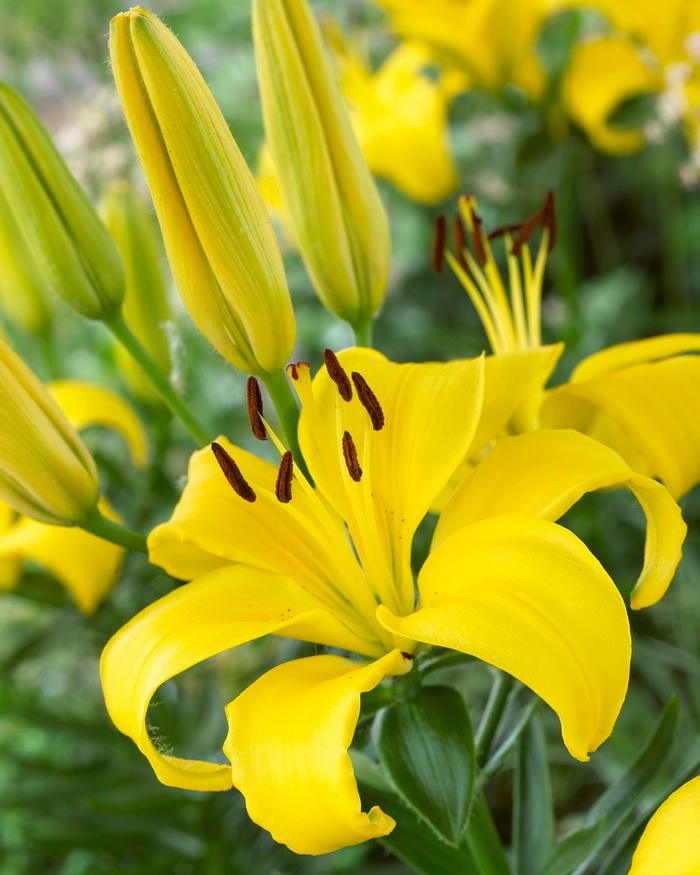 Lilium Asiatic 'Fancy Joy' Lily from ADR Bulbs
