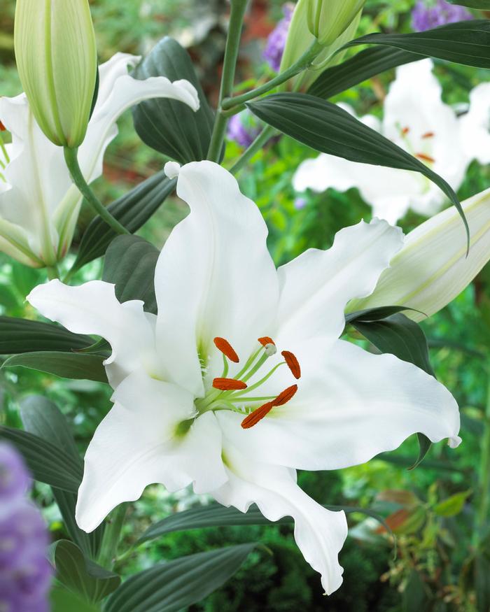 Lilium Oriental 'Rialto' Lily from ADR Bulbs