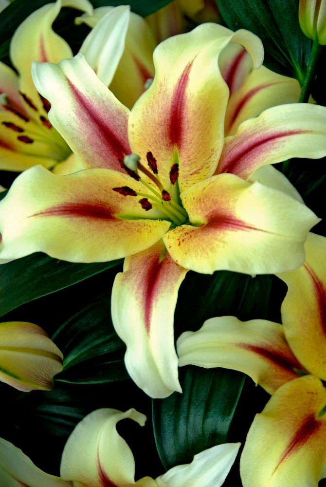 Lilium OT Hybrid 'Nymph' Lily from ADR Bulbs
