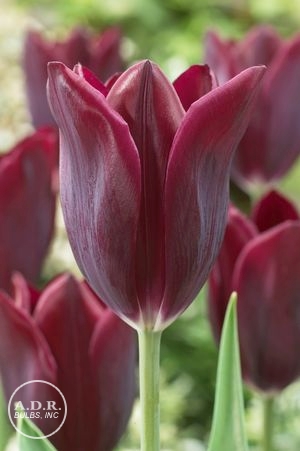 Tulipa triumph 'Havran' Tulip from ADR Bulbs