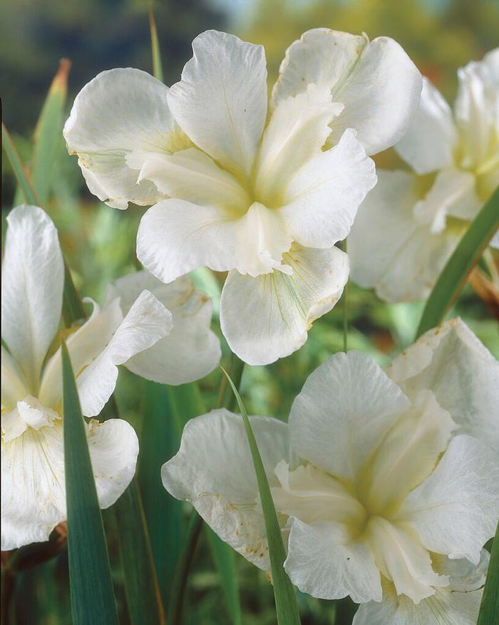 Iris Sibirica White Swirl (Ships in Spring) Siberian Iris from ADR Bulbs