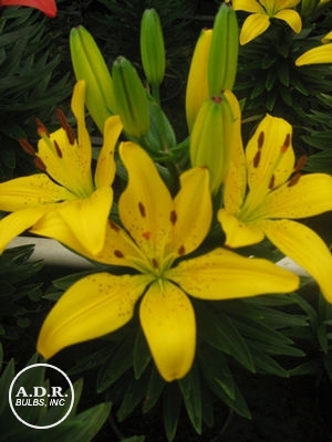 Lilium Asiatic 'Matrix Gold' Lily from ADR Bulbs