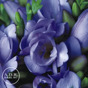 Freesia 'Dark Blue' Freesia from ADR Bulbs