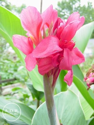 Canna dwarf 'Crimson Beauty' Canna from ADR Bulbs