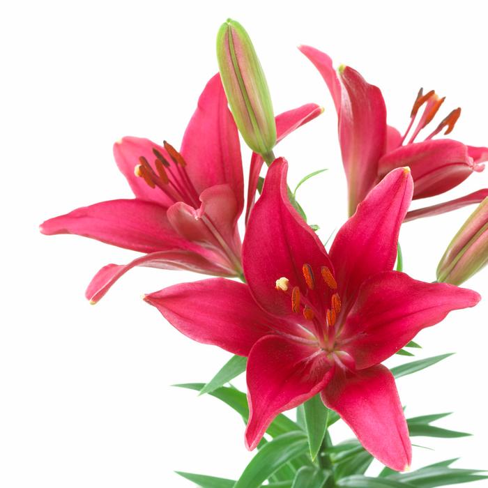 Lilium Tiny Asiatic 'Ghost' Lily from ADR Bulbs