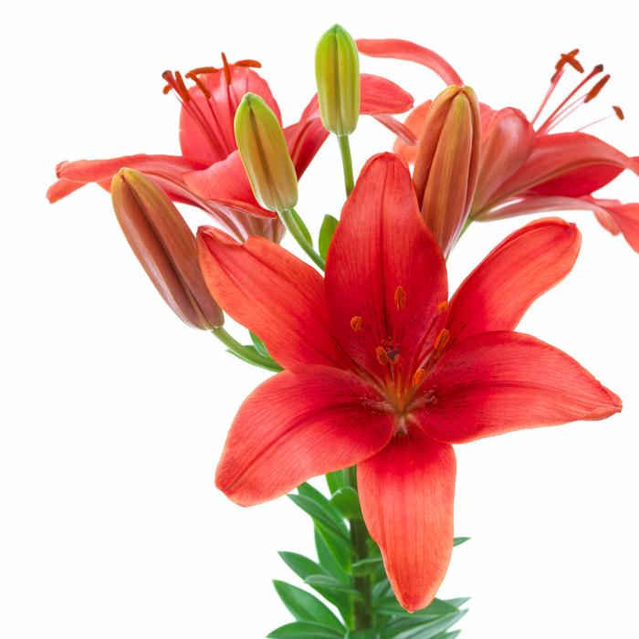 Lilium Tiny Asiatic 'Hope' Lily from ADR Bulbs