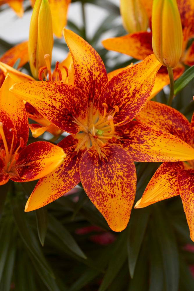 Lilium Tiny Asiatic 'Orange Sensation' (Spring) Lily from ADR Bulbs