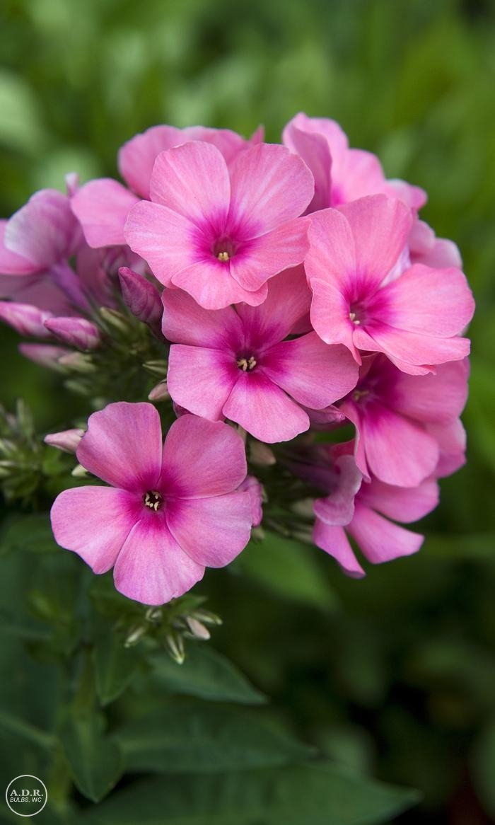 Summer Phlox flame 'Pink Flame' (Ships in Spring) Phlox from ADR Bulbs