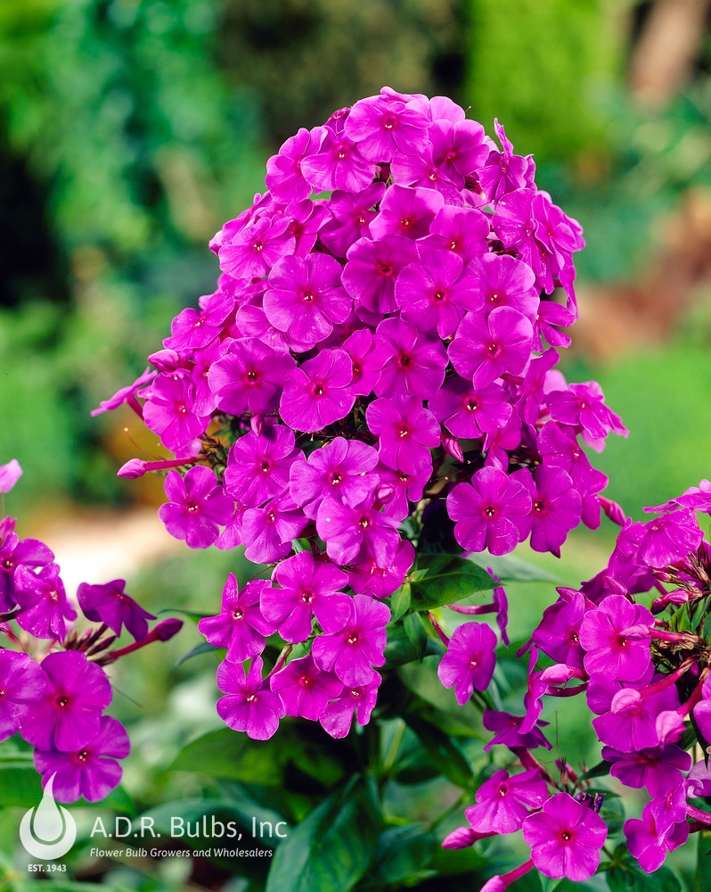 Summer Phlox flame 'Purple Flame' Phlox from ADR Bulbs
