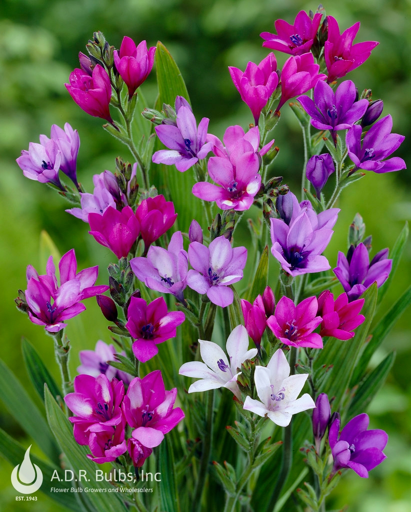 Babiana Stricta Mix (Ships in Spring) Babiana from ADR Bulbs