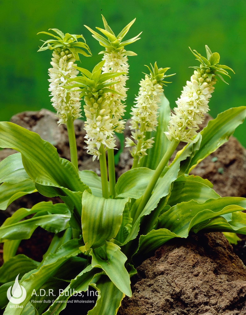 Eucomis Autumnalis Eucomis from ADR Bulbs