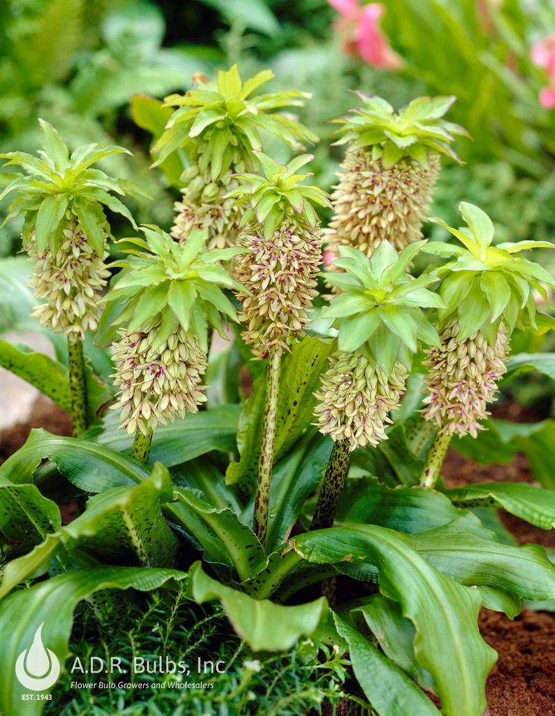 Eucomis Bicolor (Ships in Spring) Eucomis from ADR Bulbs