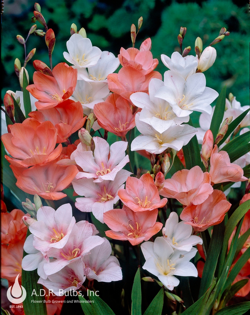 Tritonia Crocata Tritonia from ADR Bulbs