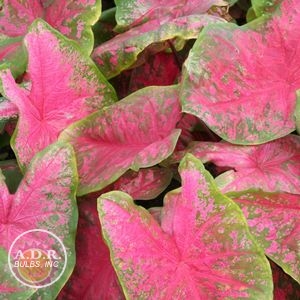 Caladium fancy leaf 'Scarlet Beauty' Caladium from ADR Bulbs
