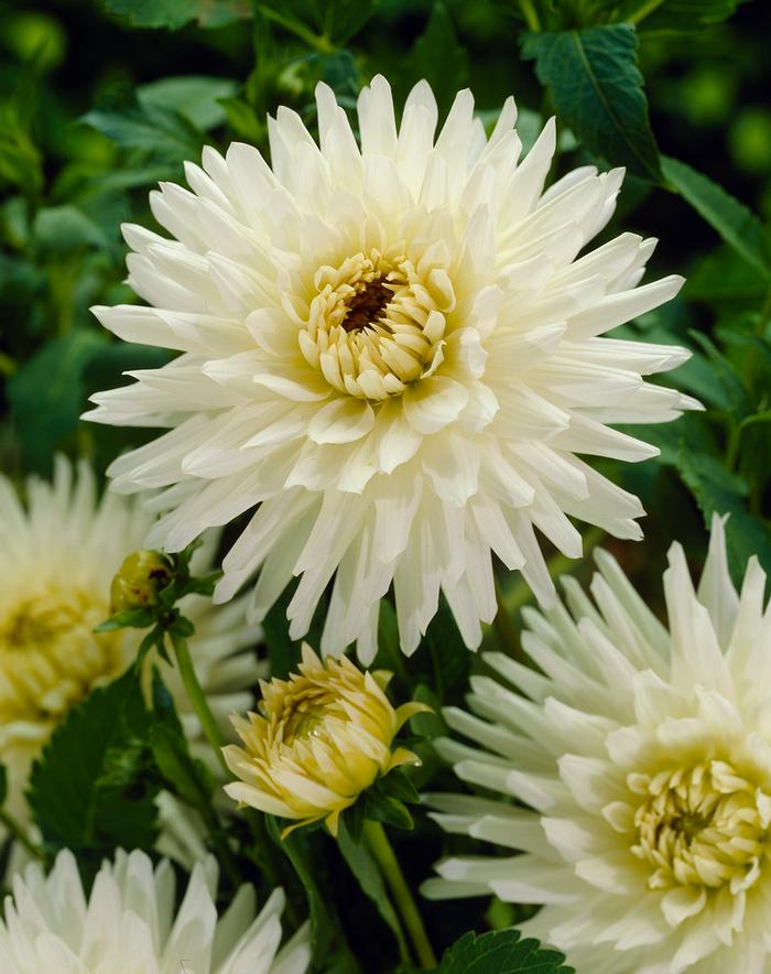 Dahlia Cactus collection #140 Dahlia from ADR Bulbs