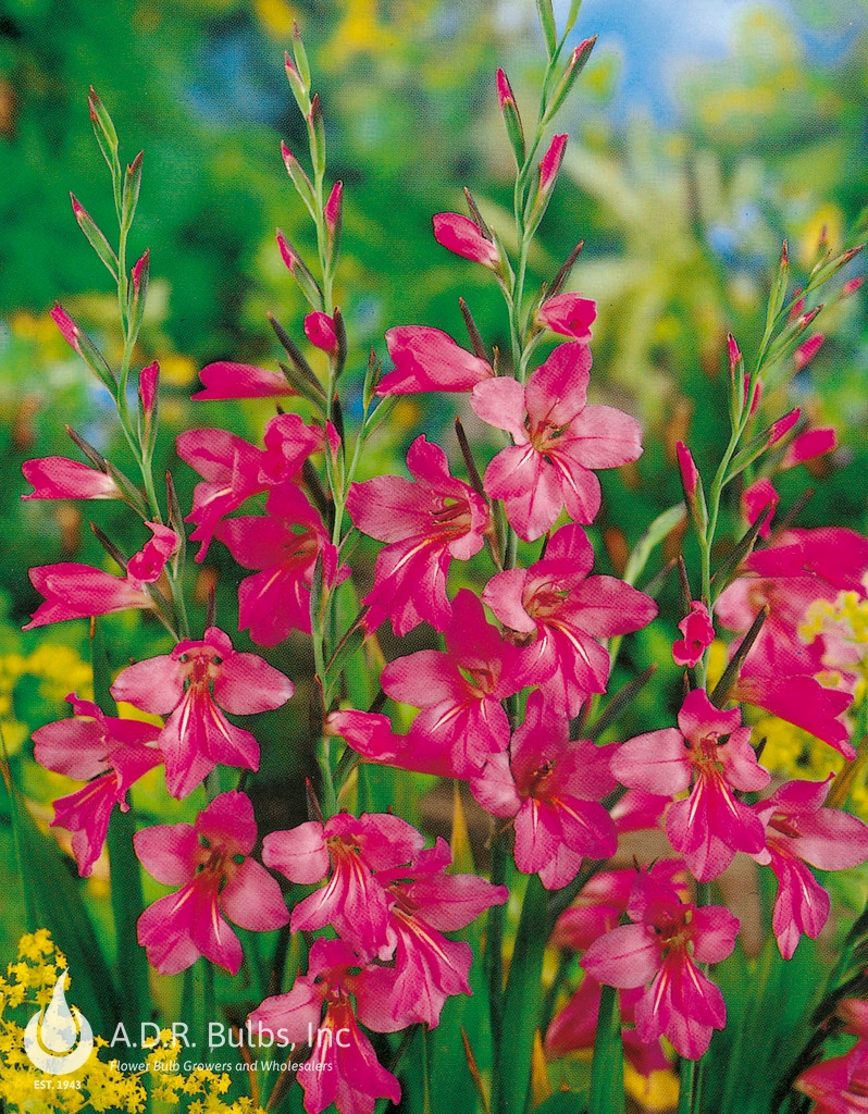 Gladiolus Byzantinus (Ships in Spring) Gladiolus from ADR Bulbs