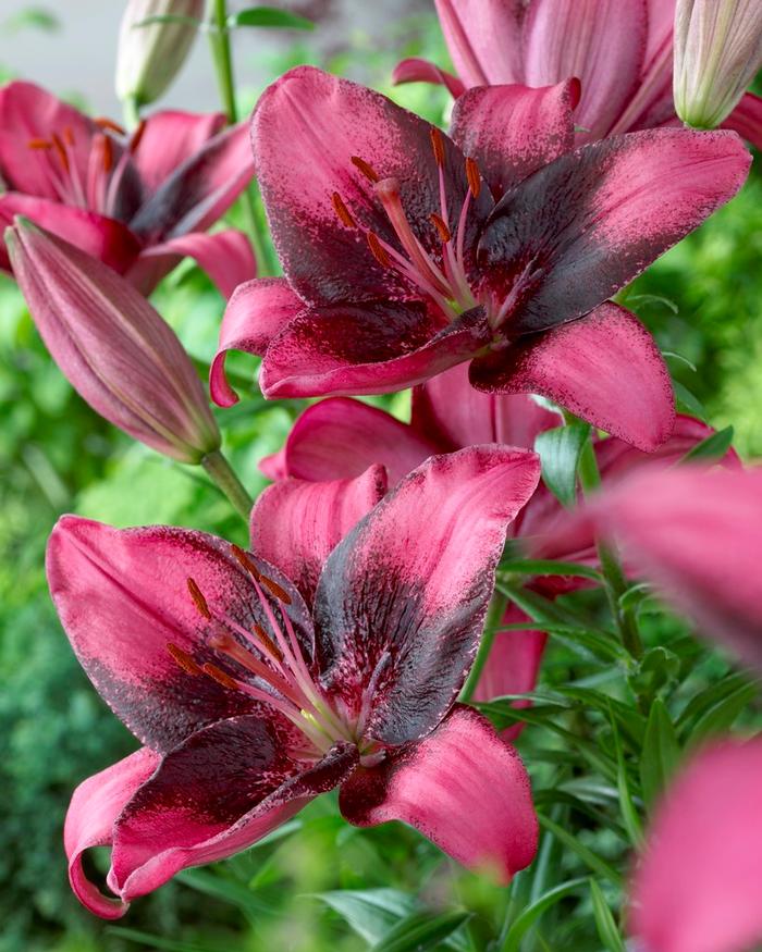 Lilium Unit 205- collection Asiatic Lily from ADR Bulbs