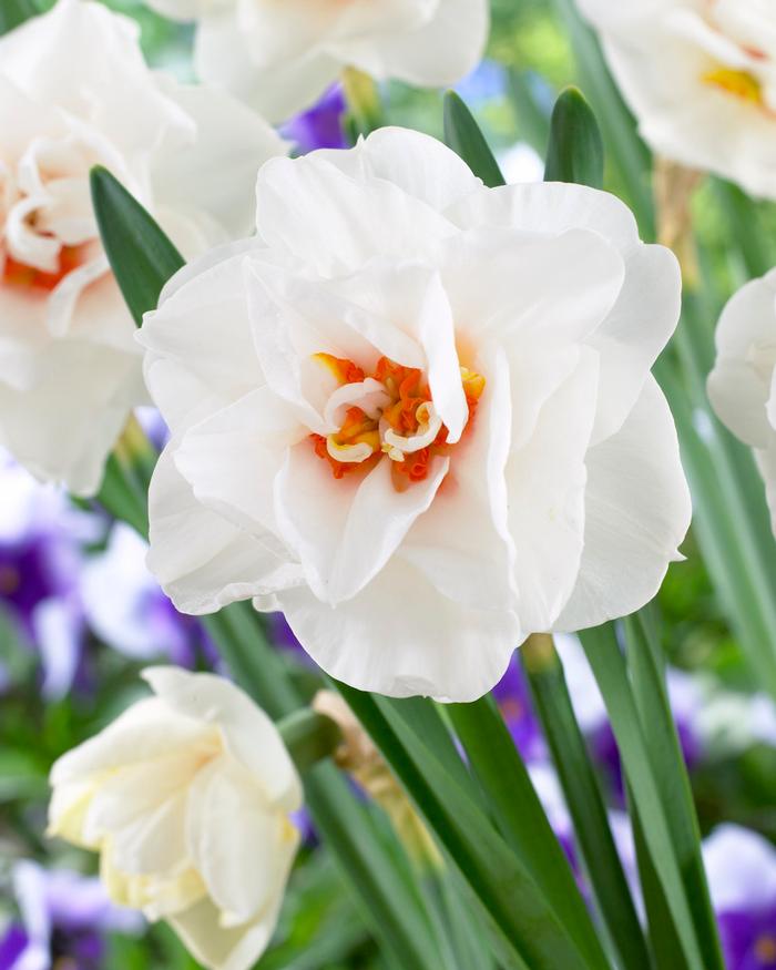 Narcissi Double 'Acropolis' Daffodil from ADR Bulbs
