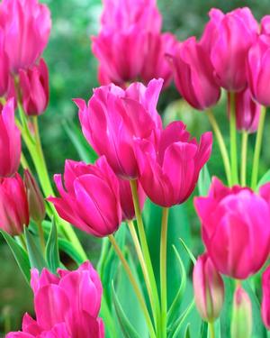 Tulipa tall bunch flowering 'Night Club' Tulip from ADR Bulbs