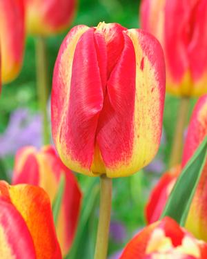 Tulipa triumph 'Colour Mystic' Tulip from ADR Bulbs